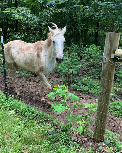 Fancy Forest Farm – Beautiful guided horseback riding, just south of ...