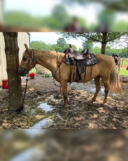 Fancy Forest Farm – Beautiful guided horseback riding, just south of ...