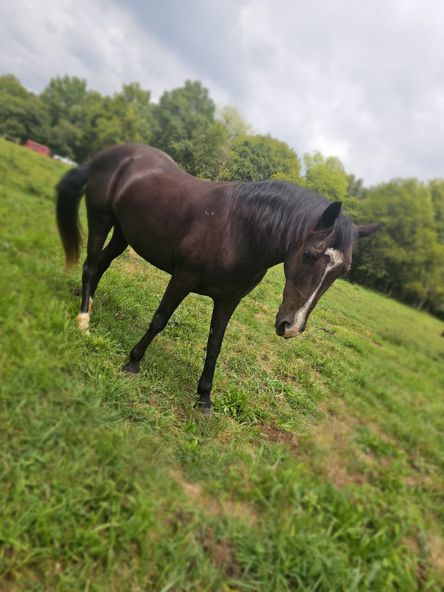 Fancy Forest Farm – Beautiful guided horseback riding, just south of ...
